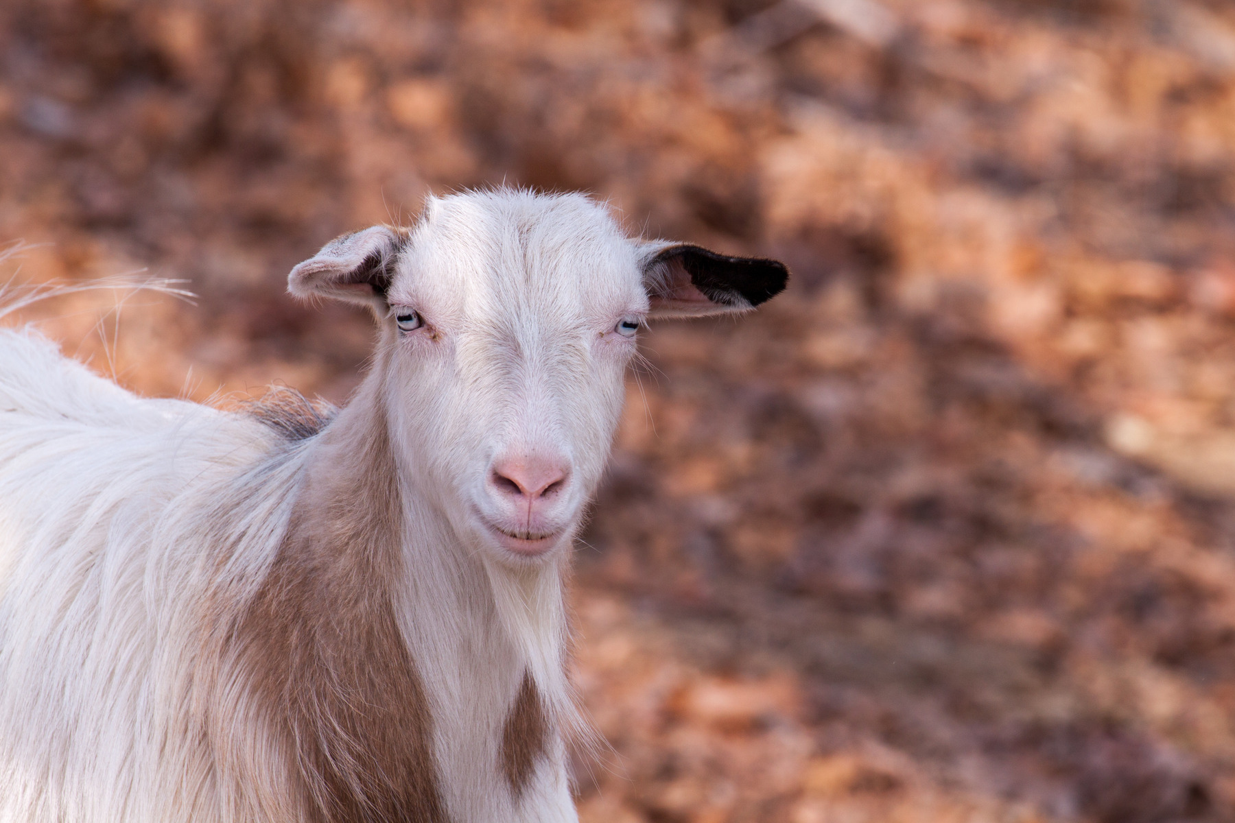 Hermaphroditism and Polled Goats - Goat Journal